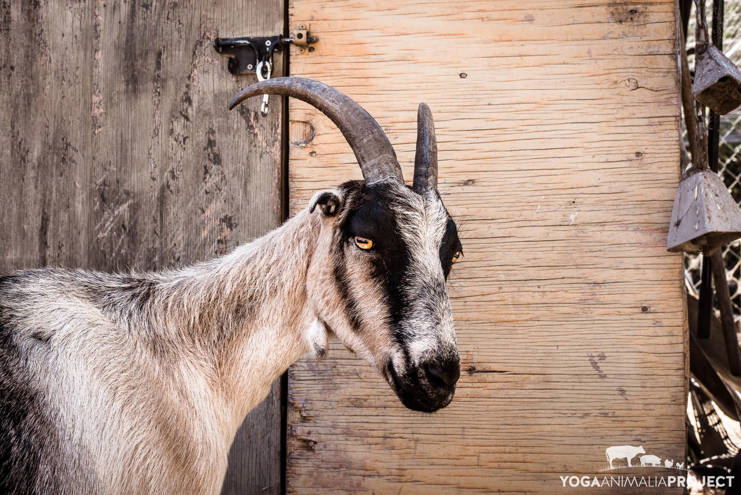 Caprine - Goats — Yoga Animalia Project