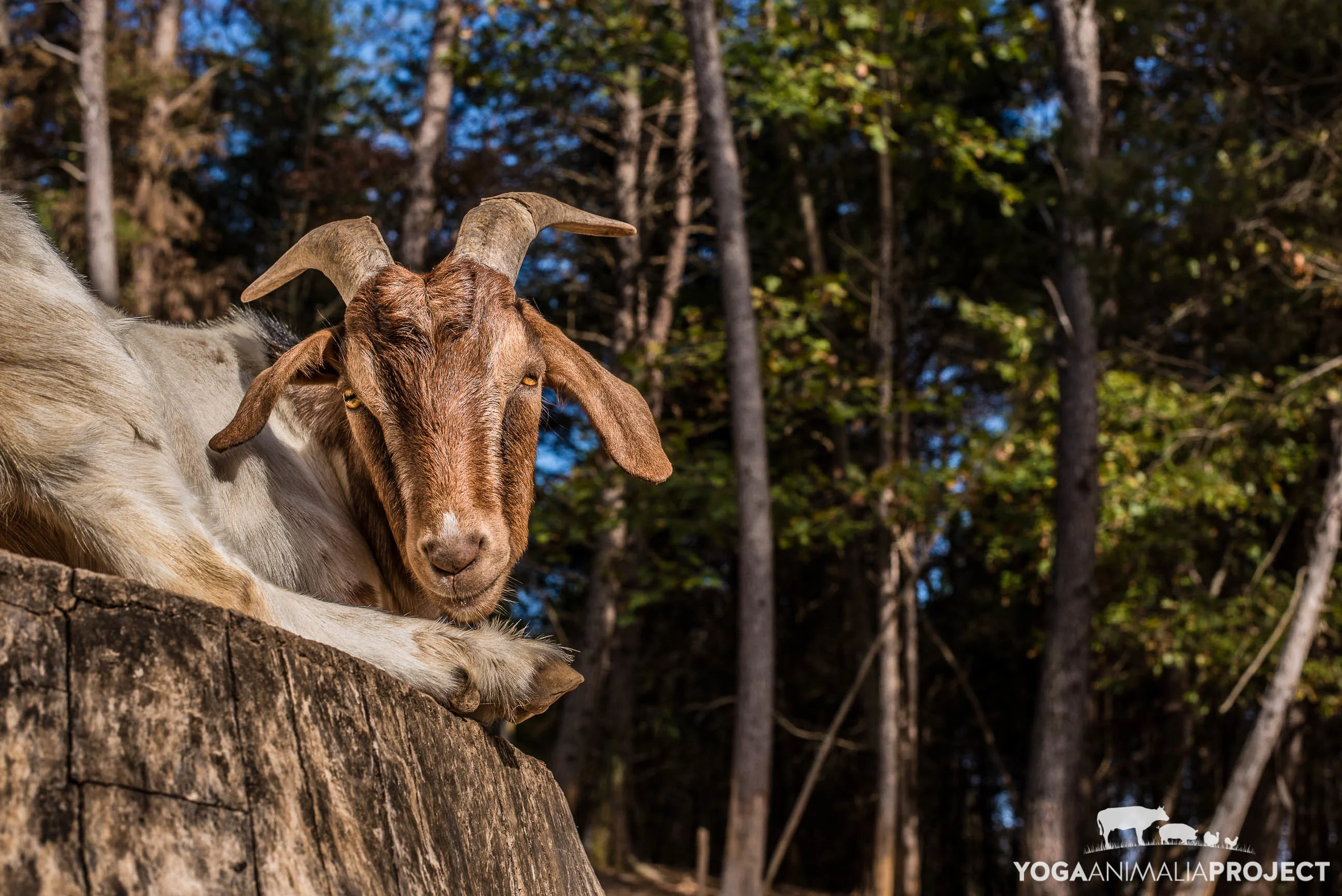 Caprine - Goats — Yoga Animalia Project