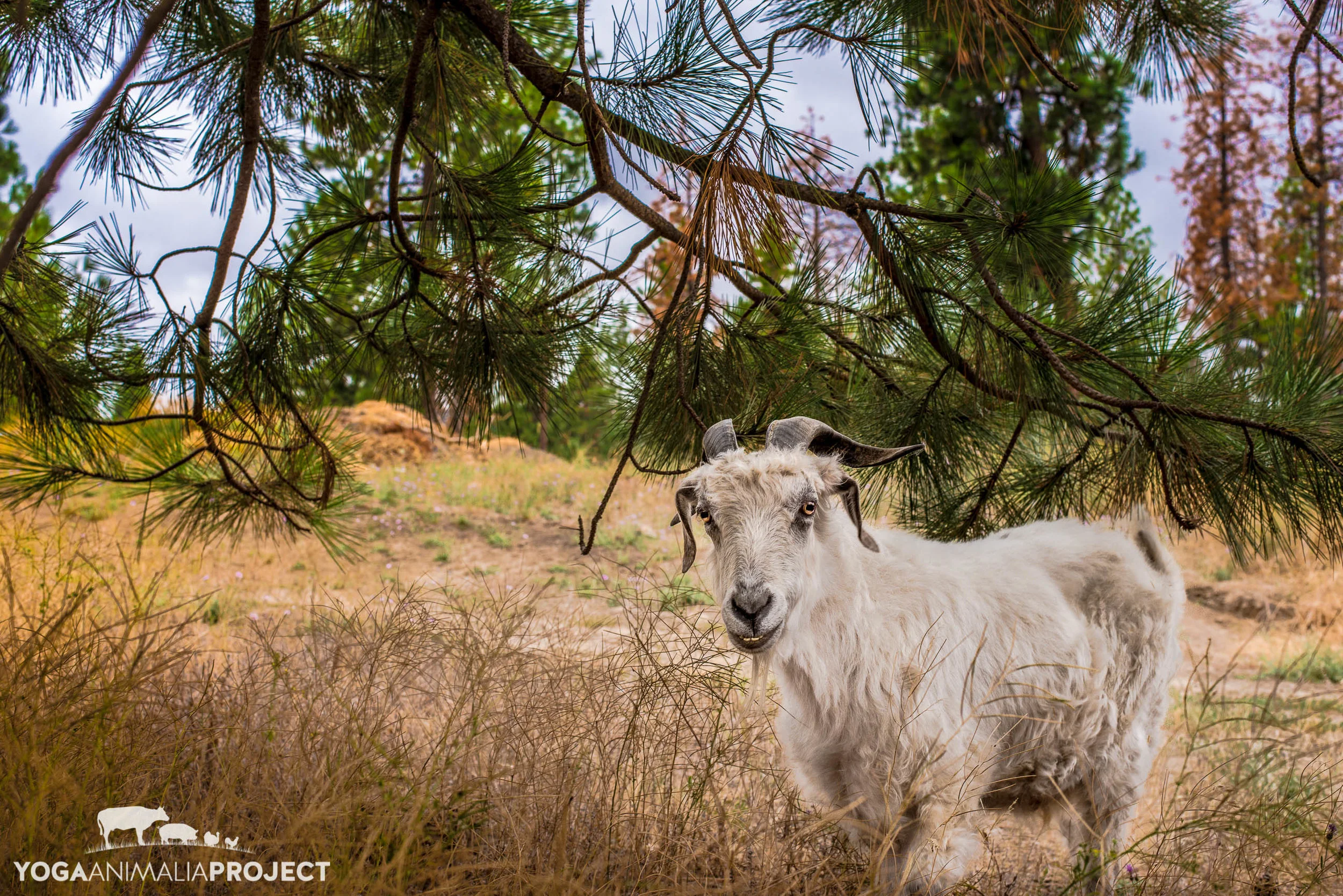 Caprine - Goats — Yoga Animalia Project