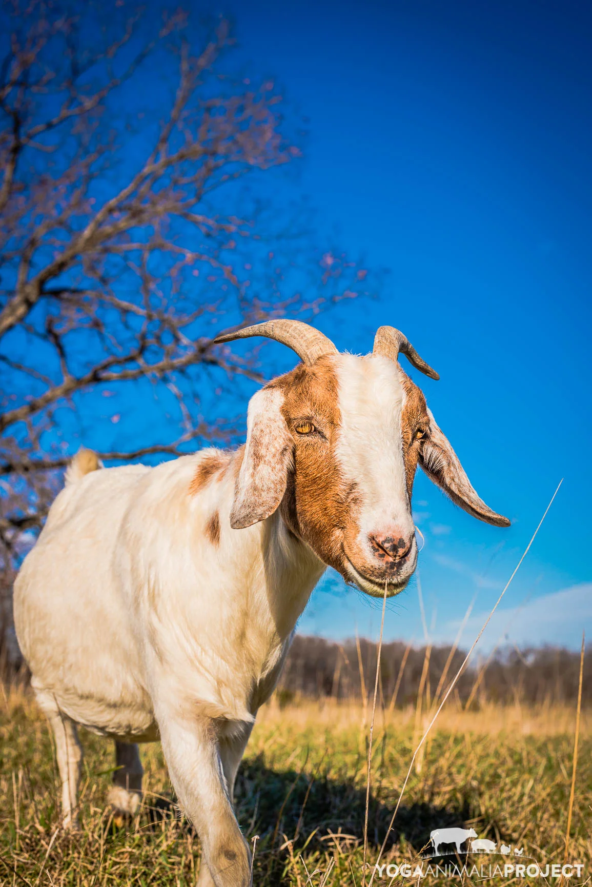 Caprine - Goats — Yoga Animalia Project