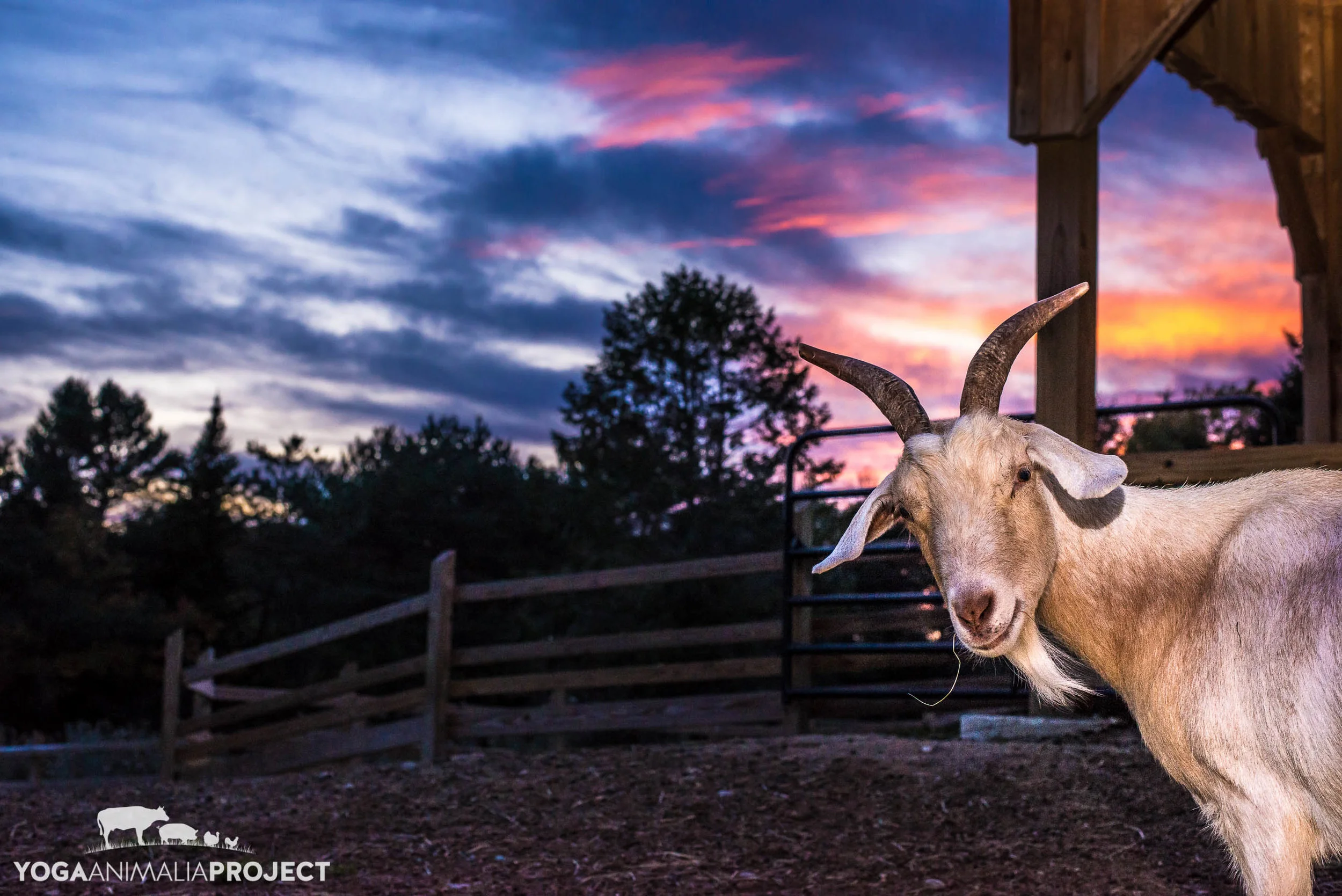 Caprine - Goats — Yoga Animalia Project