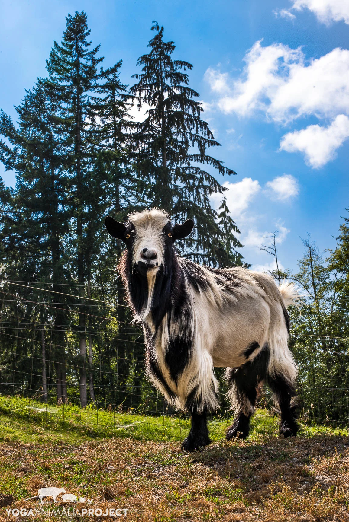 Caprine - Goats — Yoga Animalia Project