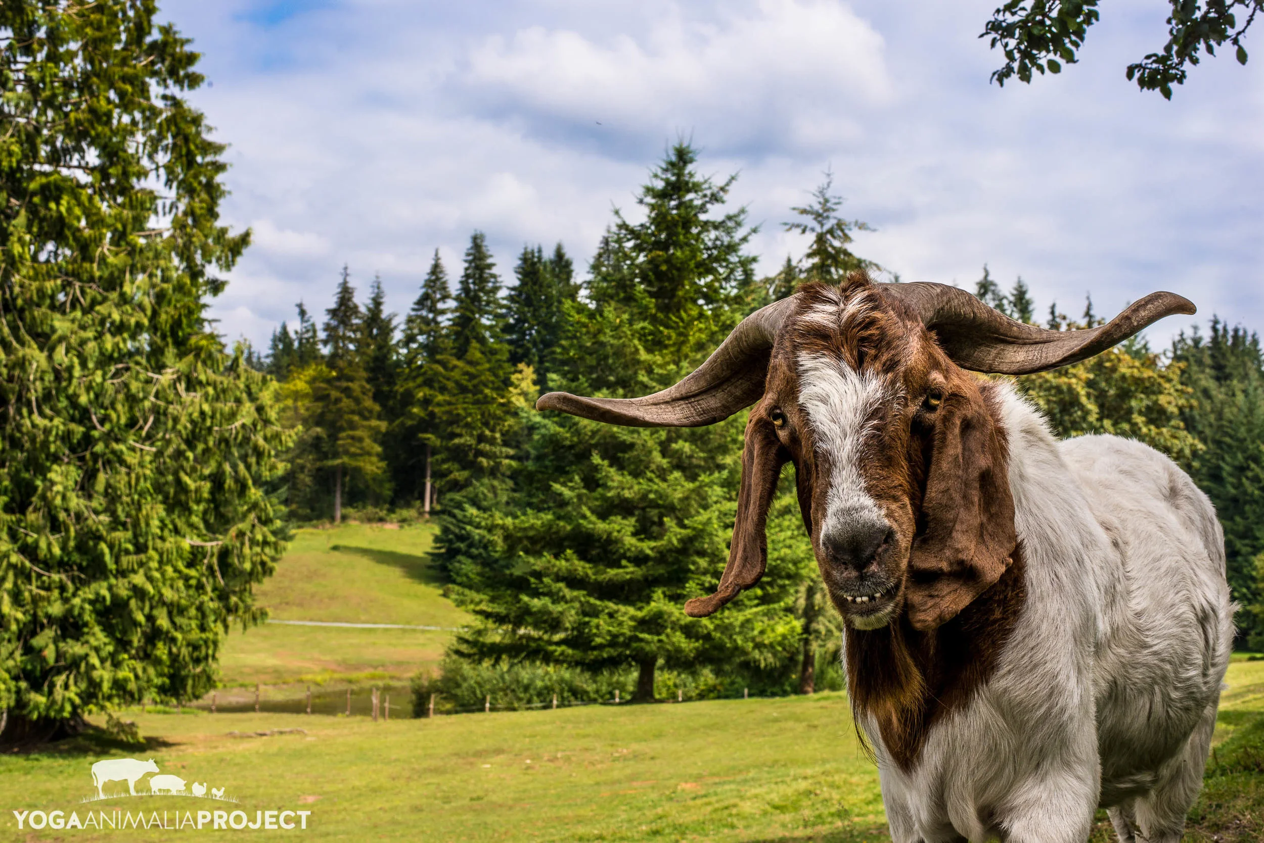 Caprine - Goats — Yoga Animalia Project