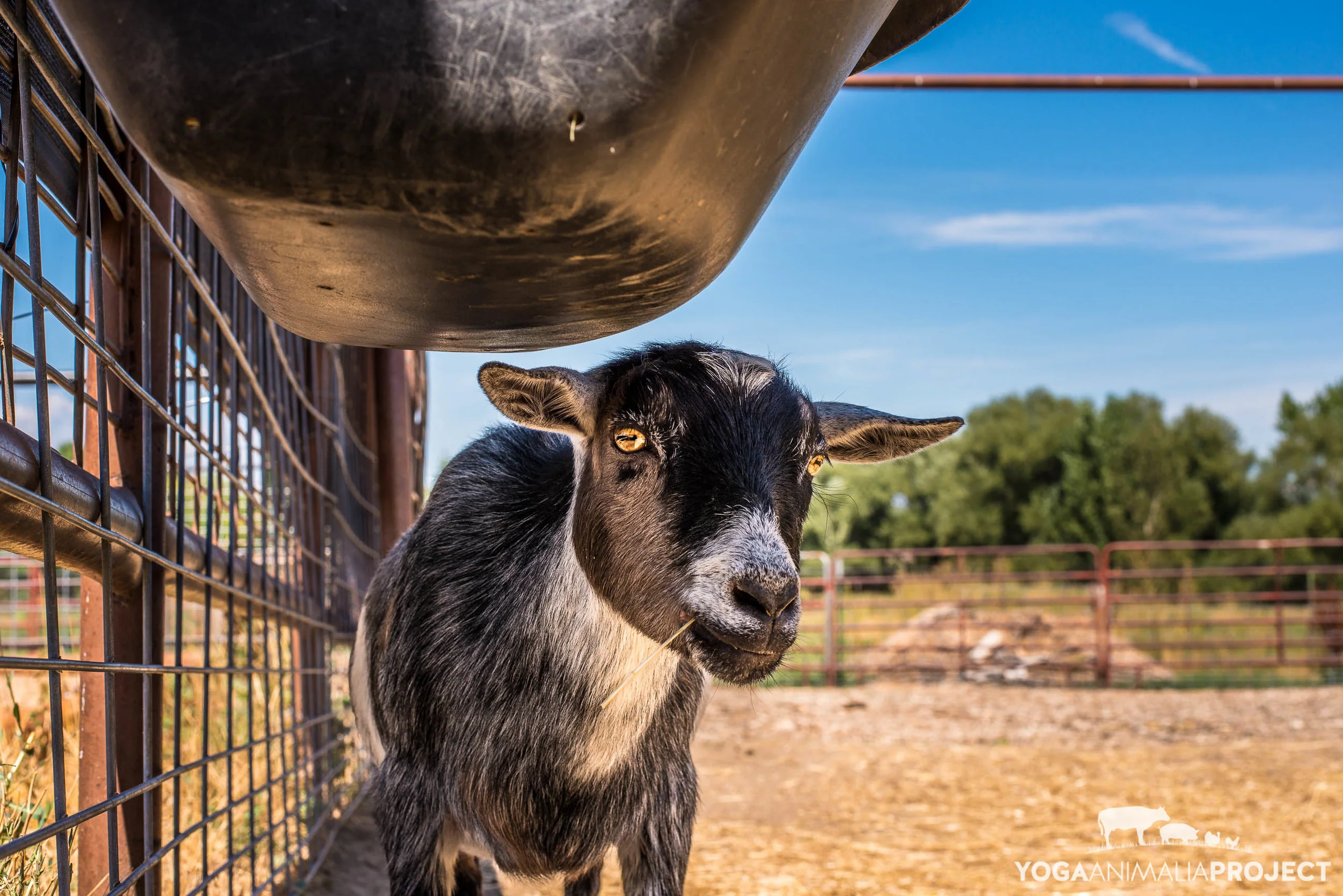 Caprine - Goats — Yoga Animalia Project
