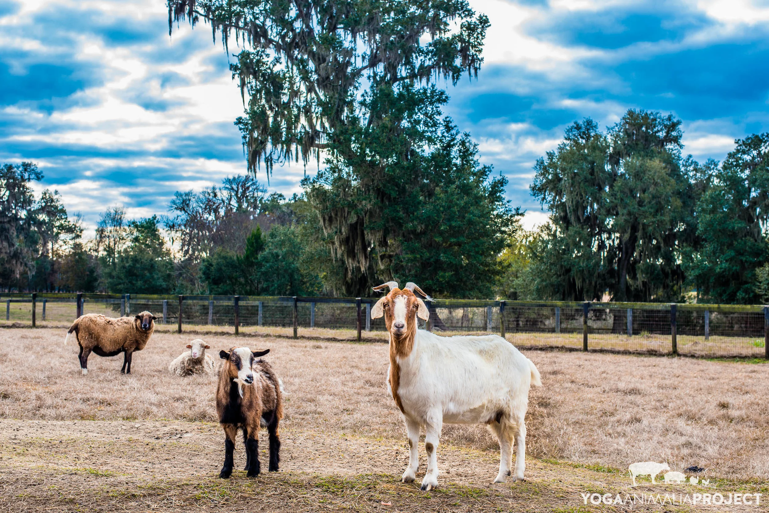 Caprine - Goats — Yoga Animalia Project