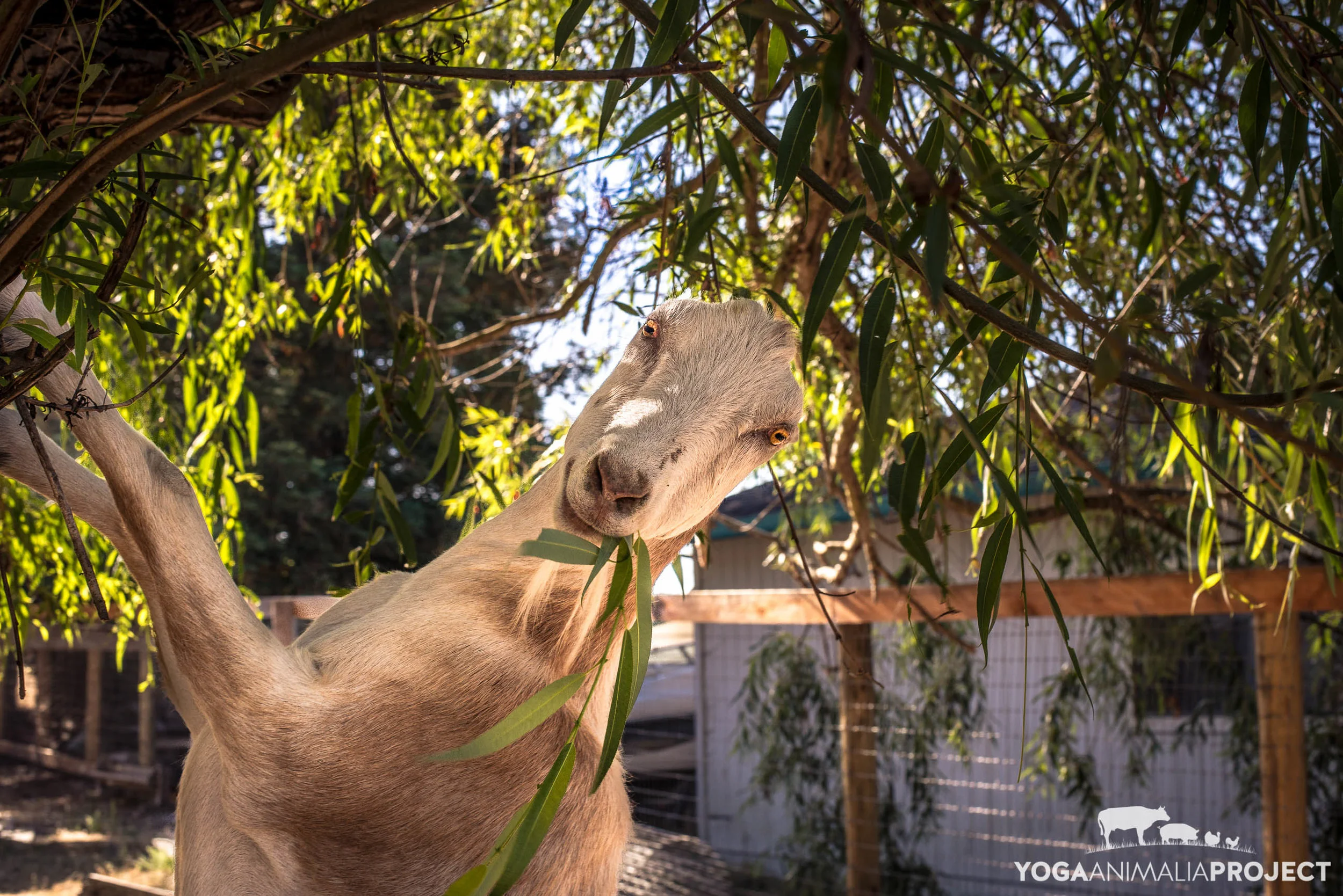 Caprine - Goats — Yoga Animalia Project