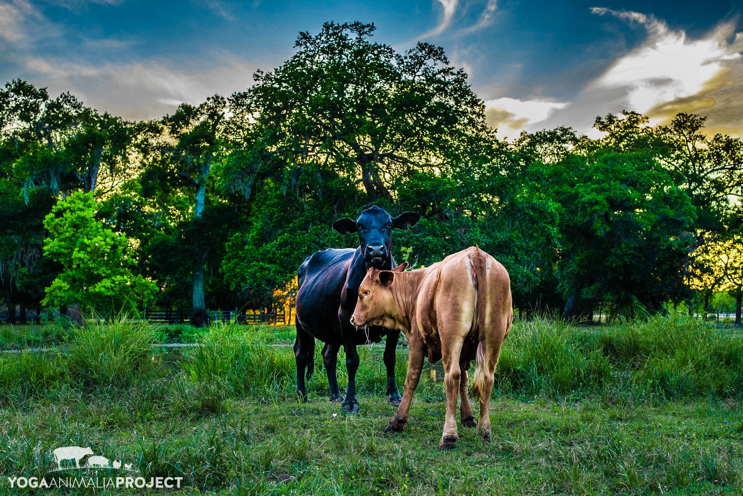 Bovine - Cattle — Yoga Animalia Project