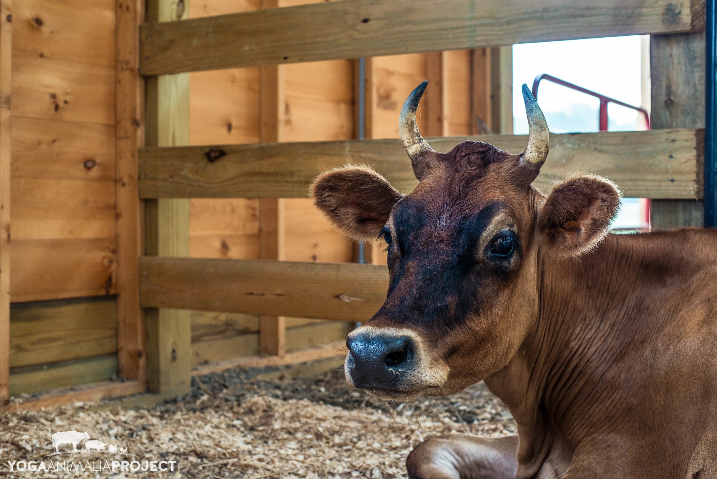 Bovine - Cattle — Yoga Animalia Project