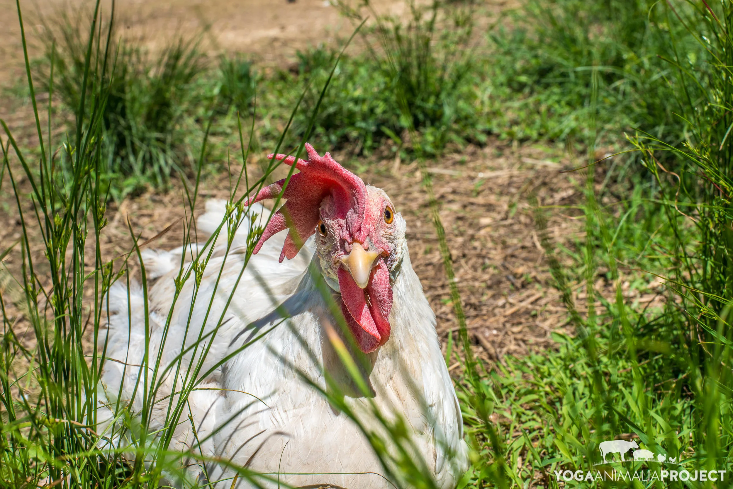 Galline - Chickens — Yoga Animalia Project