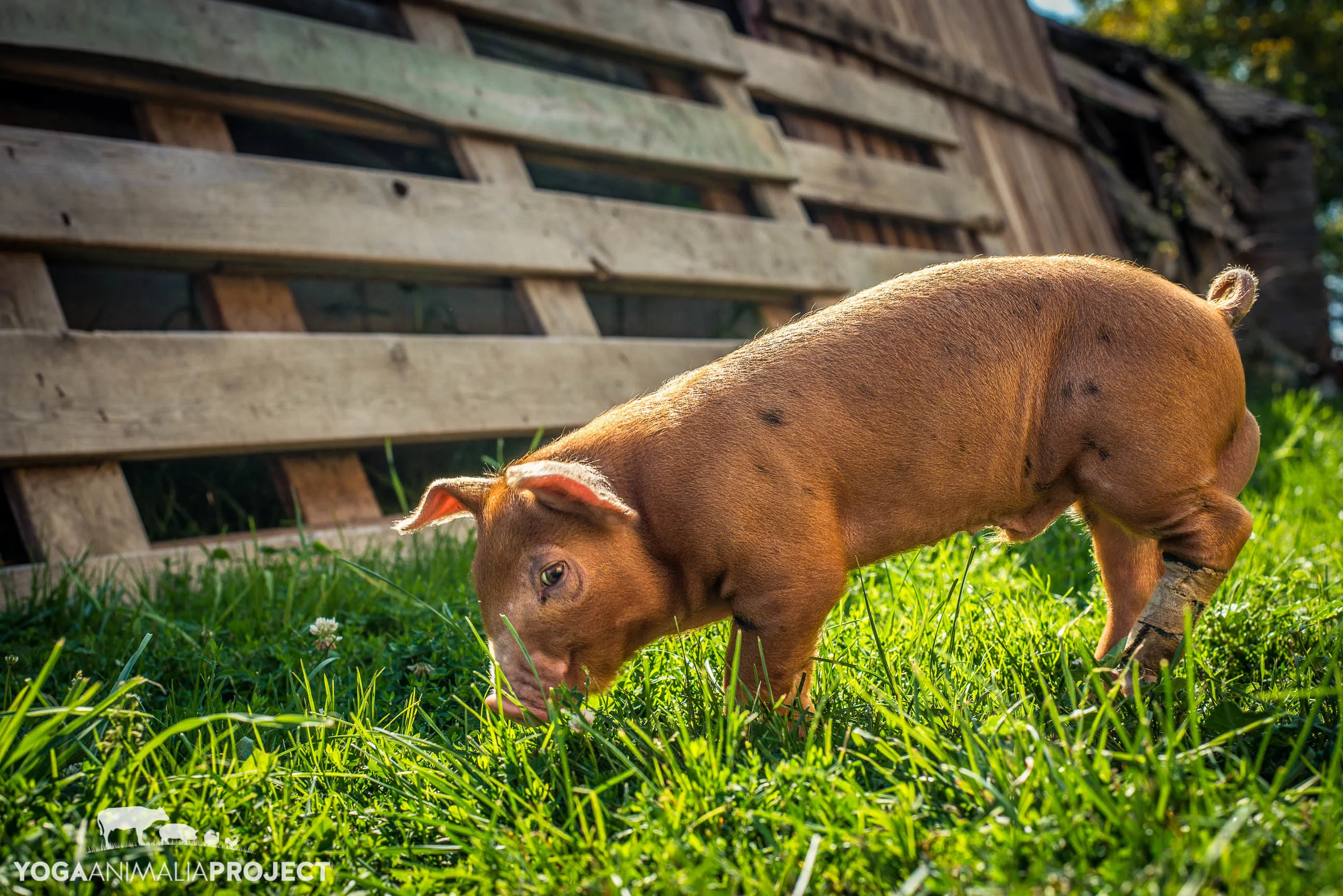 Porcine - Pigs — Yoga Animalia Project