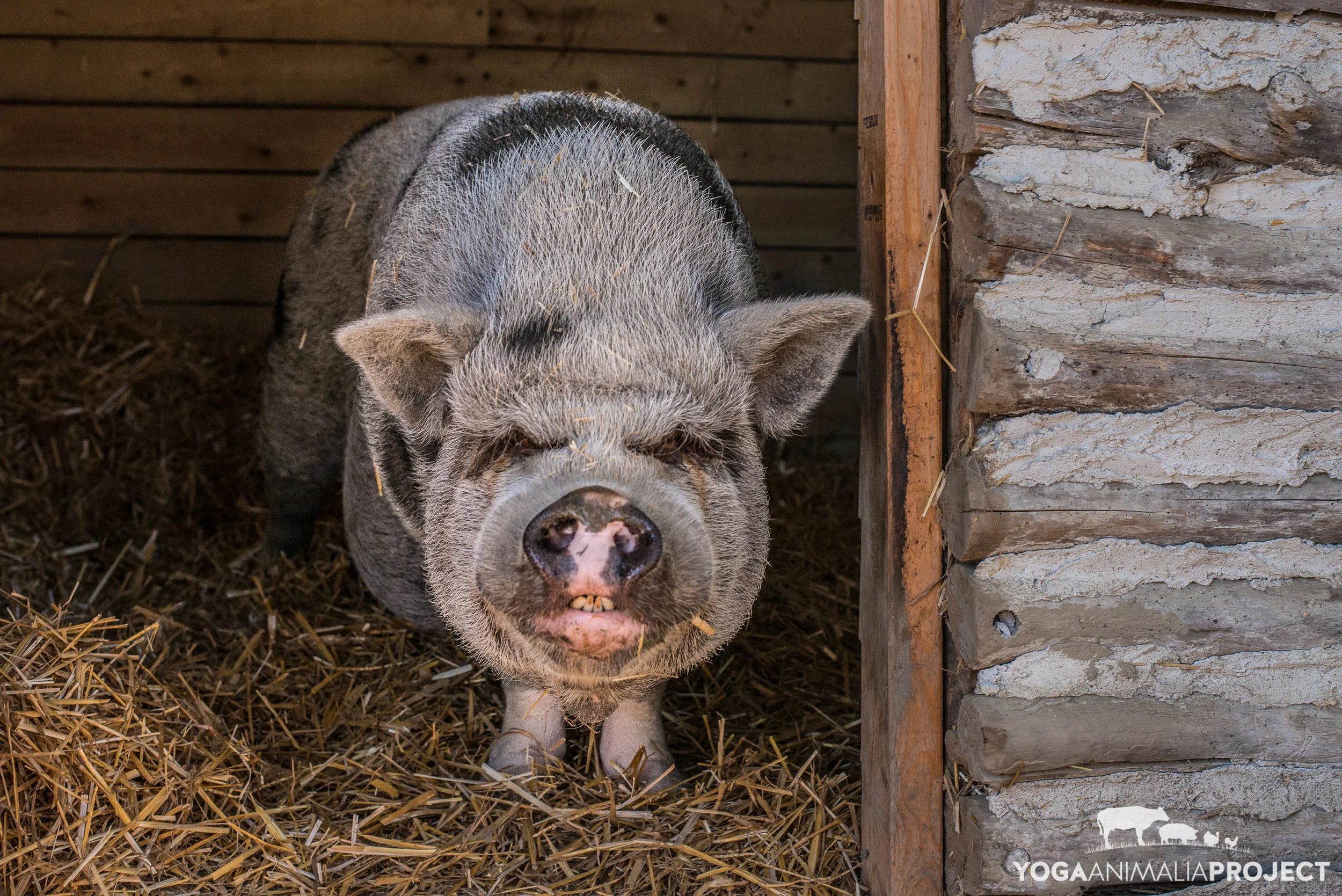 Porcine - Pigs — Yoga Animalia Project