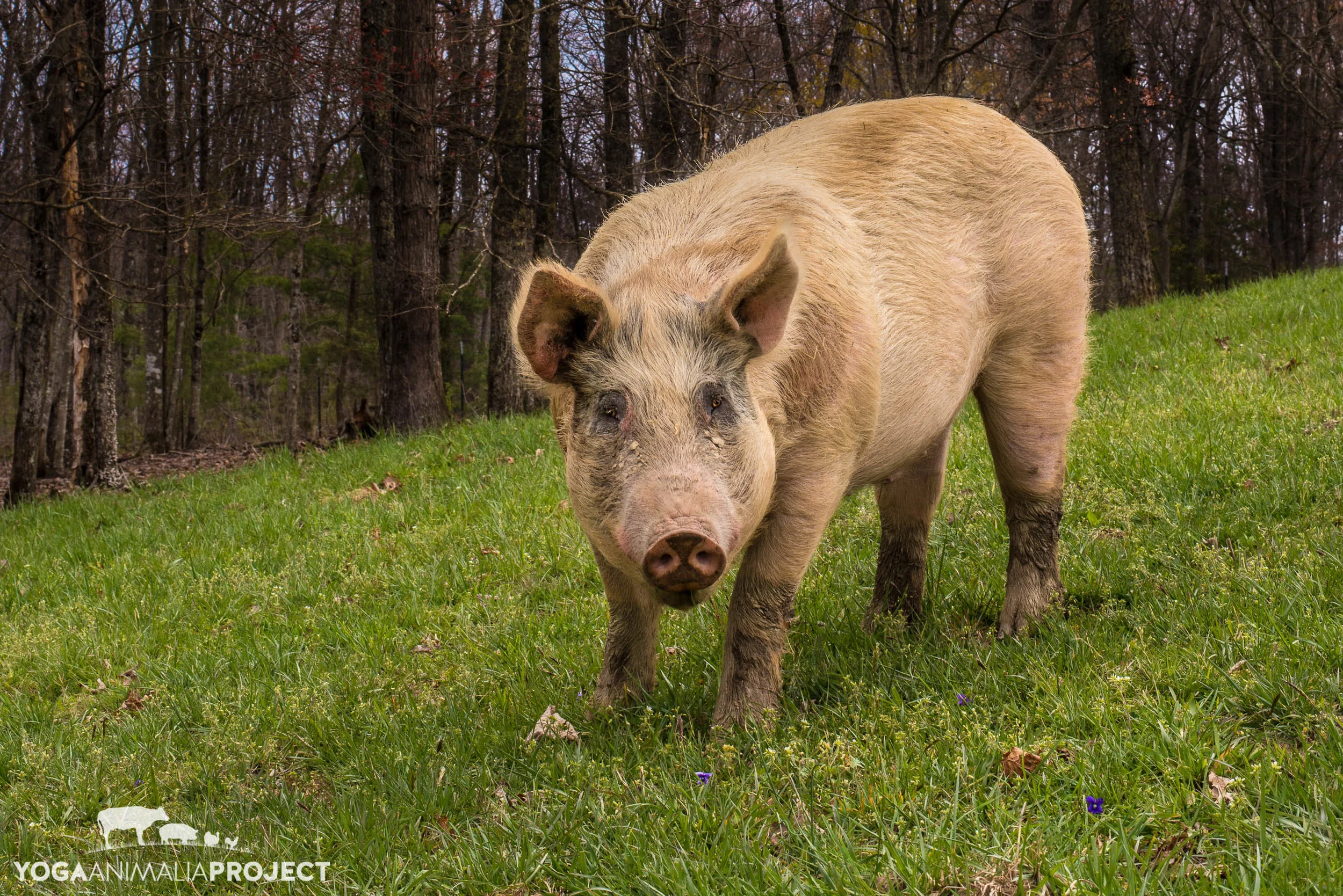 Porcine - Pigs — Yoga Animalia Project