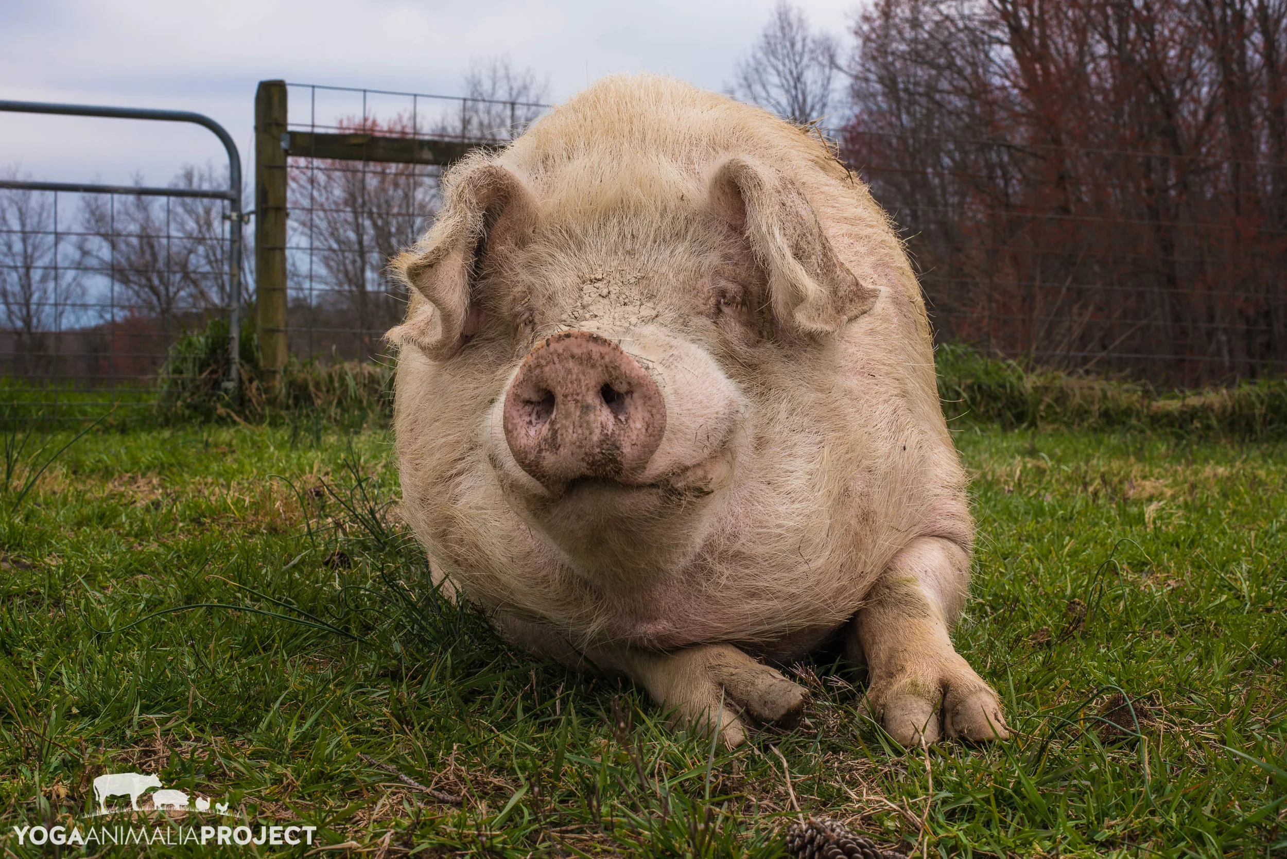 Porcine - Pigs — Yoga Animalia Project