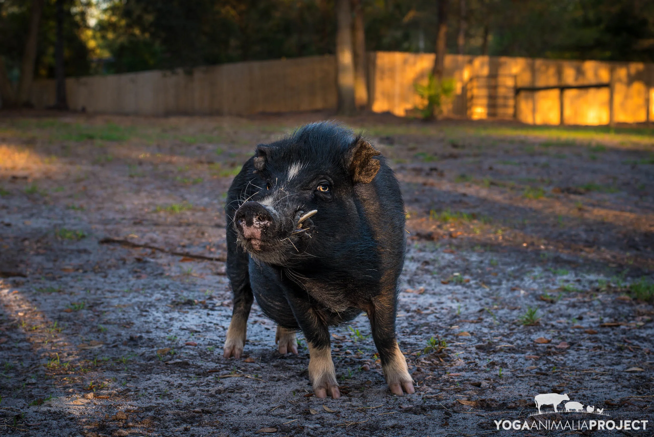 Porcine - Pigs — Yoga Animalia Project