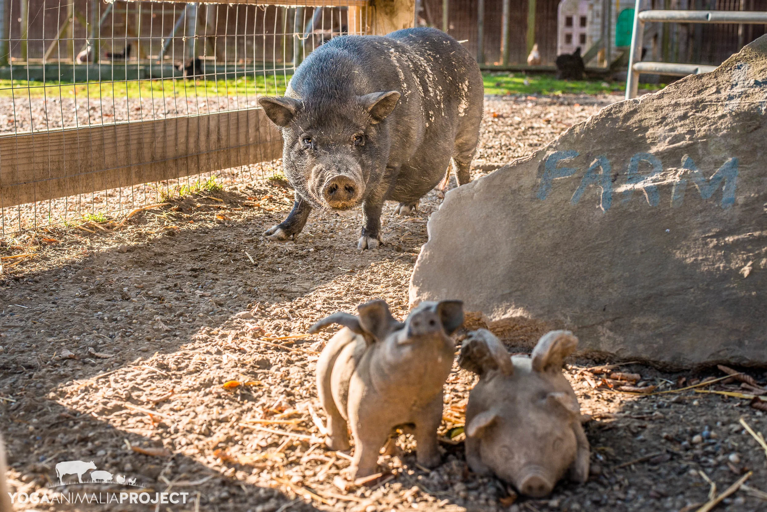 Happy Trails Farm Animal Sanctuary — Yoga Animalia Project