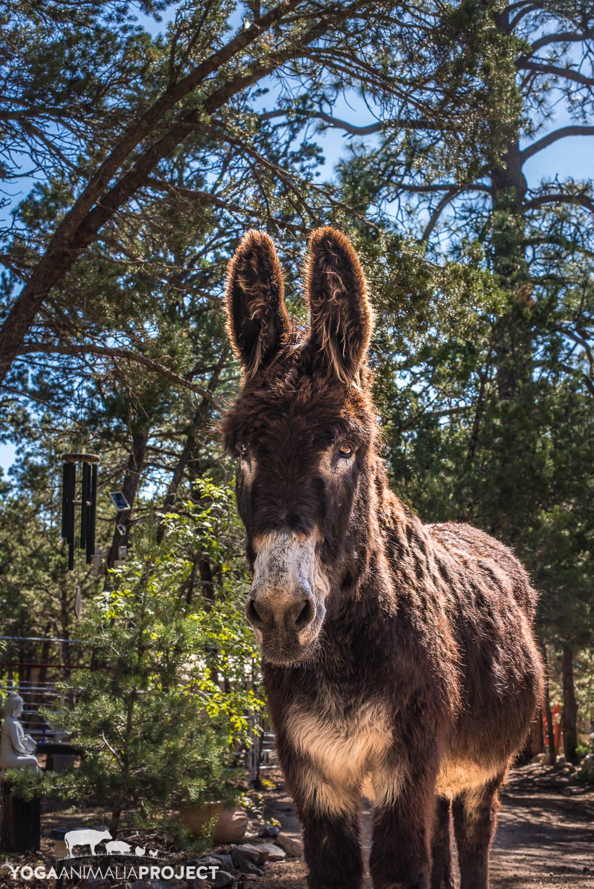Asinine - Donkeys — Yoga Animalia Project