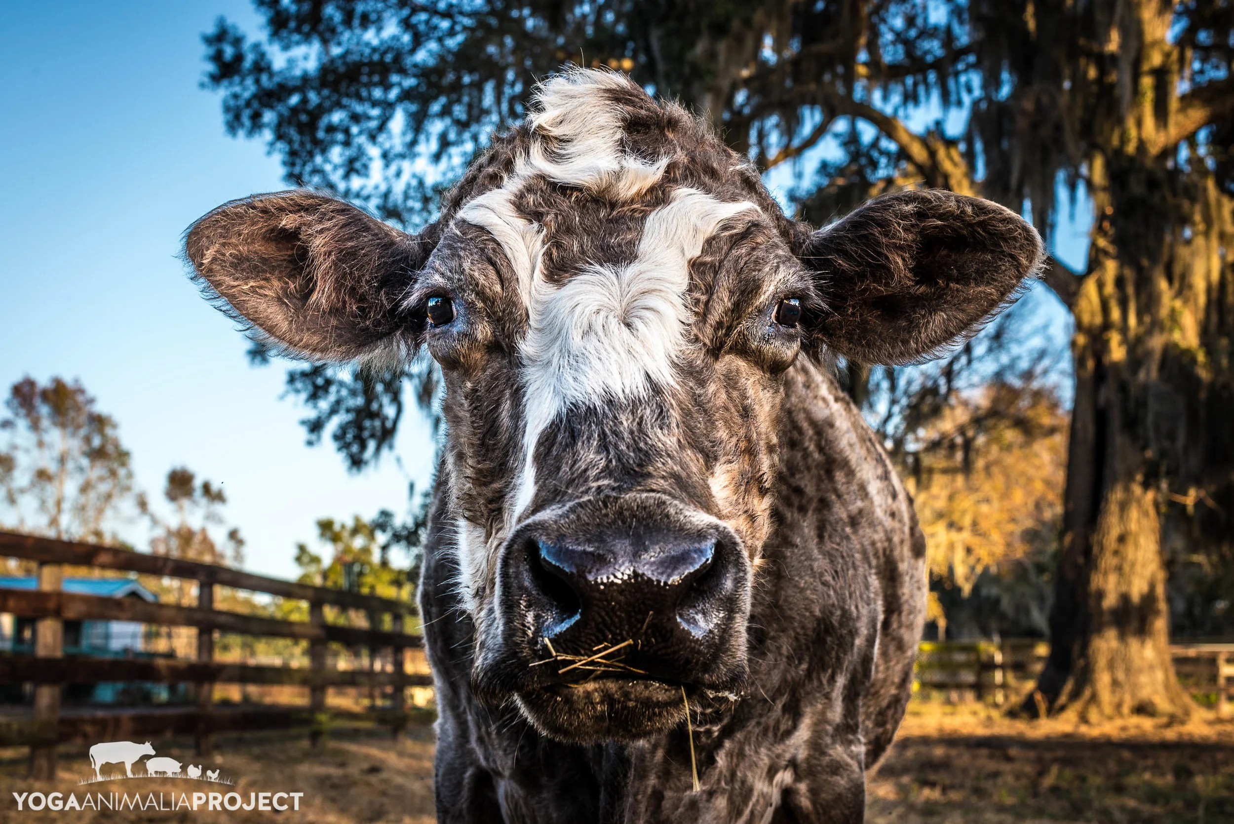 Bovine - Cattle — Yoga Animalia Project