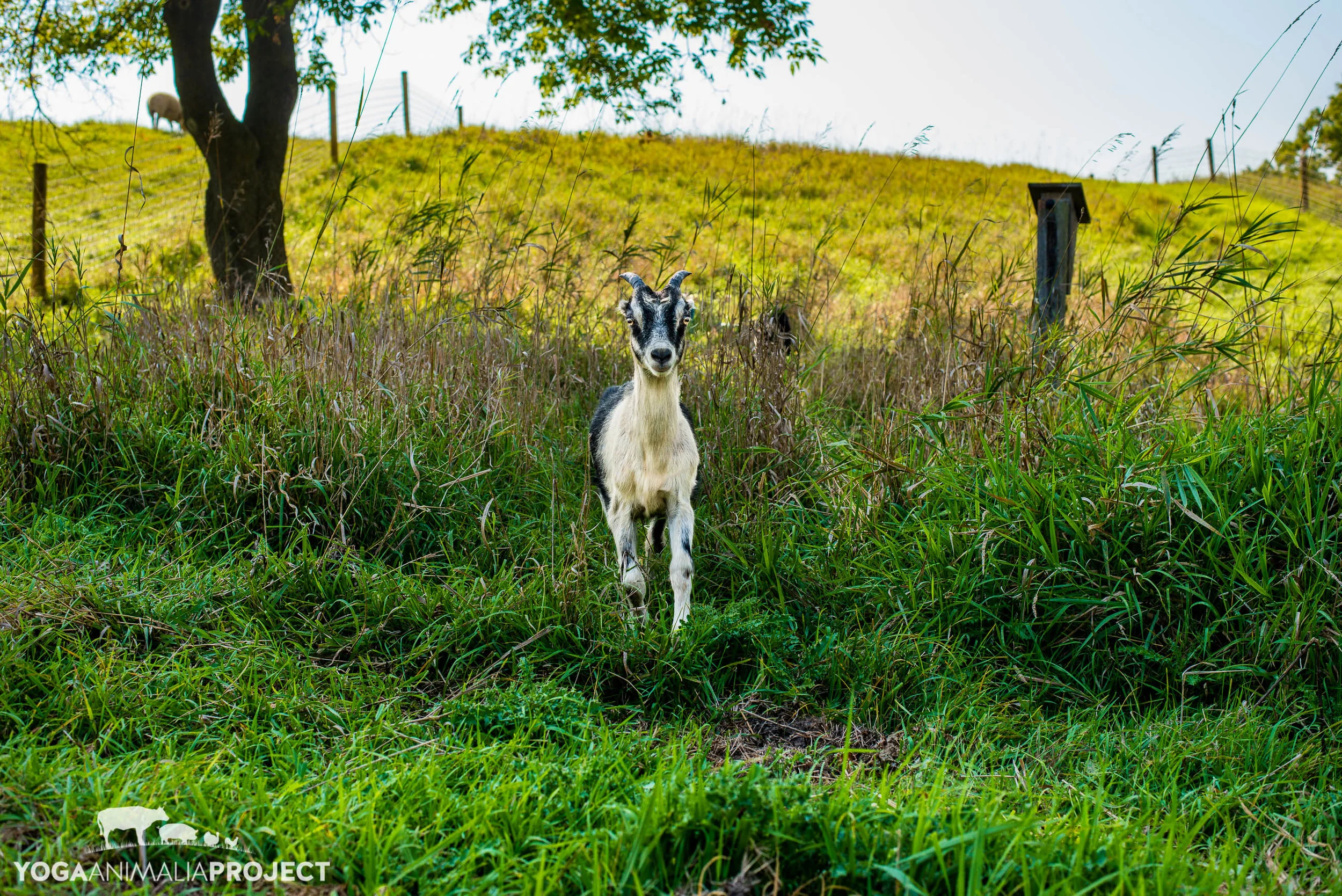Spring Farm Sanctuary — Yoga Animalia Project