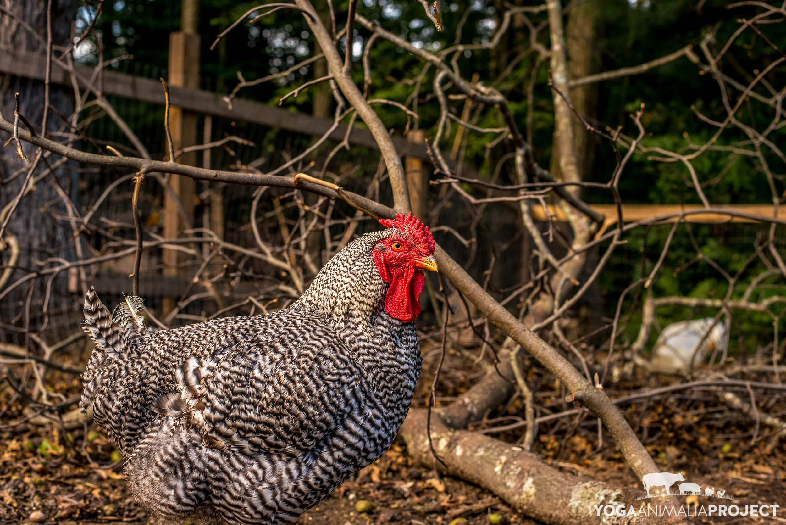 Riley Farm Rescue — Yoga Animalia Project