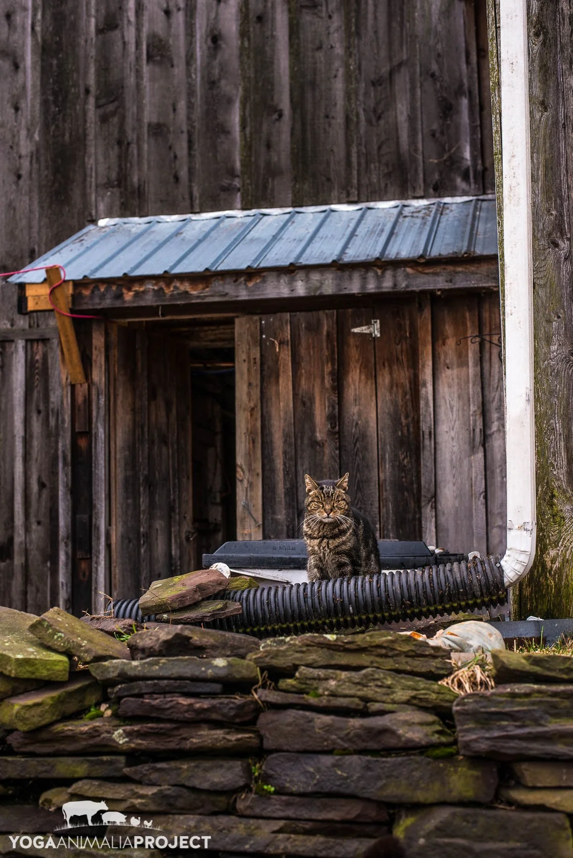 Indraloka Collection — Yoga Animalia Project