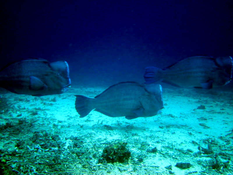 The Bumphead Parrotfish - The Gentle Giants of the Gili Islands — BLUE ...