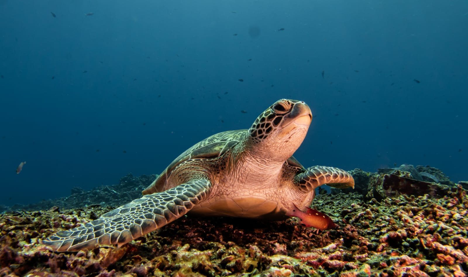 Diving Gili Island — BLUE MARINE DIVE