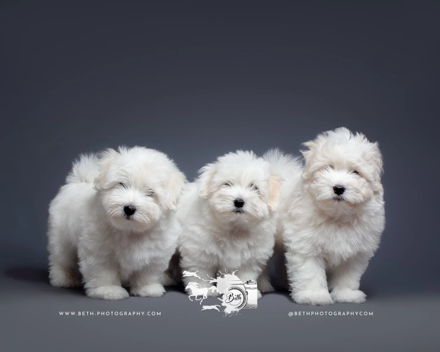 Unleash Pet Photography© - What is a Coton de Tulear?