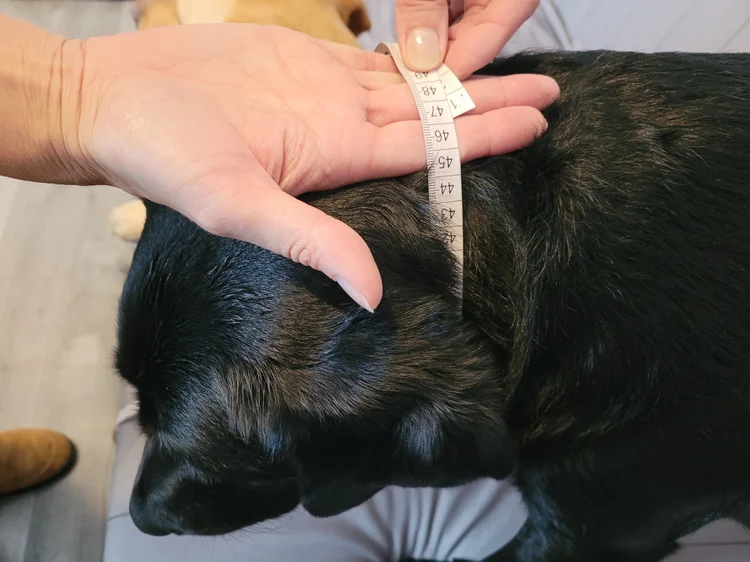 How to measure — The Crazy Dog House