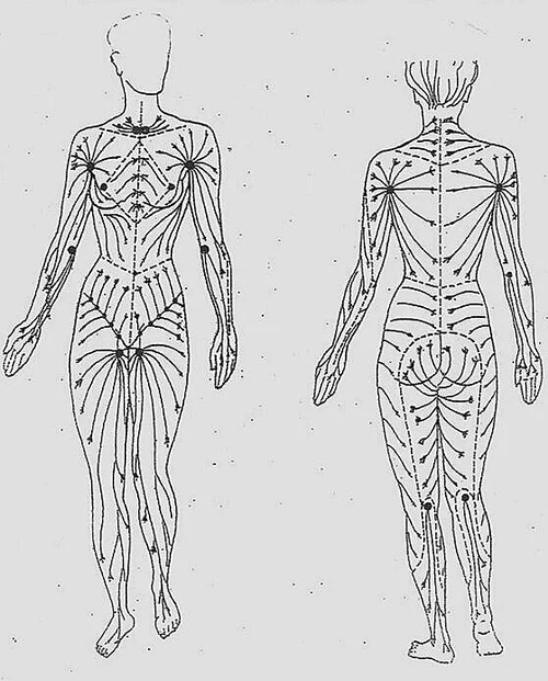 Watershed of lymphatic drainage — Rich Roskopf