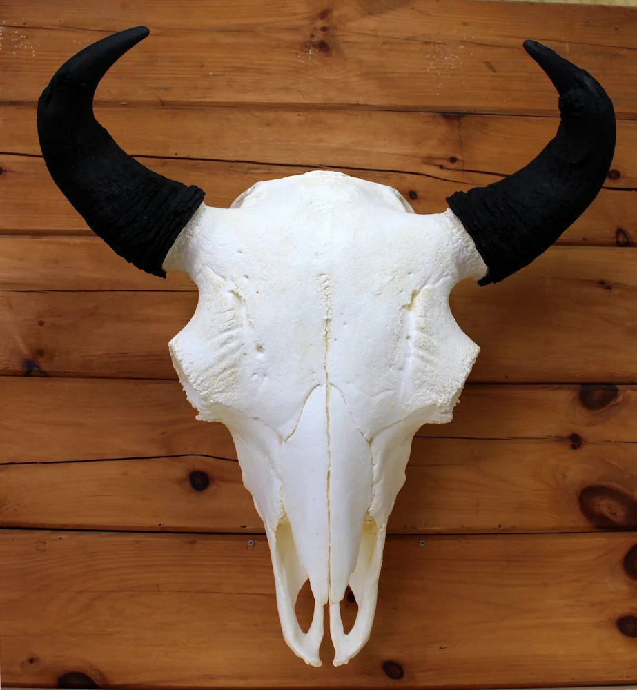 Buffalo Skulls
