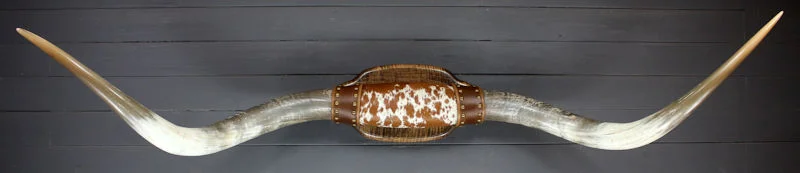 Mounted Texas Longhorns, Steer Horns