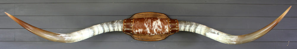 Mounted Texas Longhorns, Steer Horns