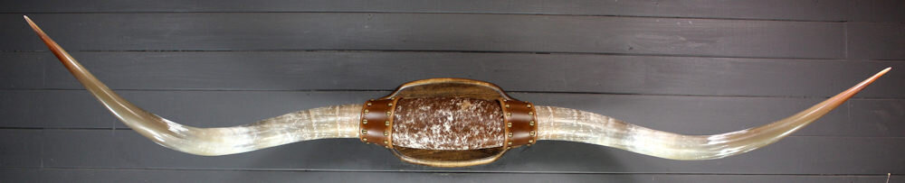 Mounted Texas Longhorns, Steer Horns