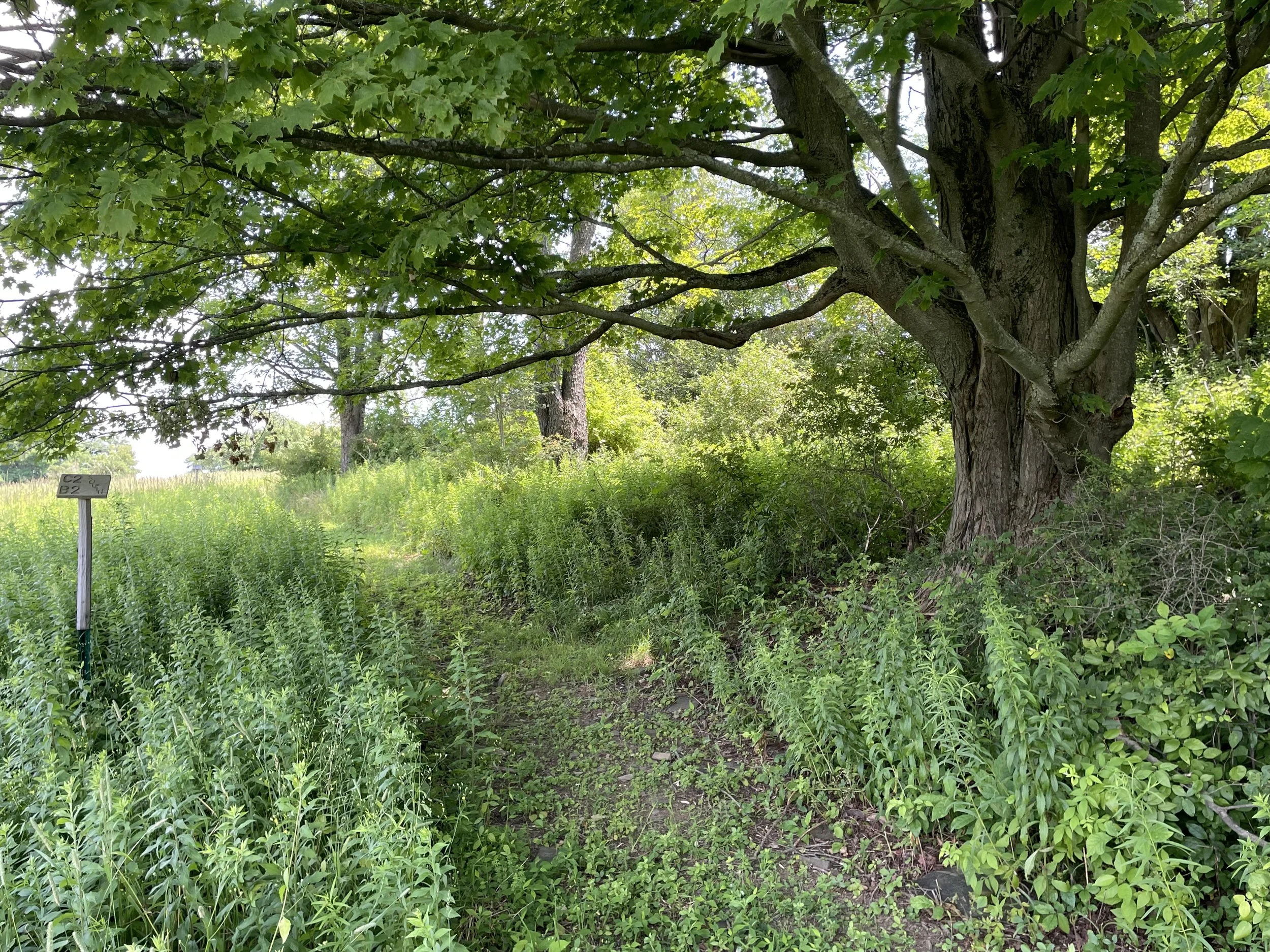 Greensprings Natural Cemetery Preserve