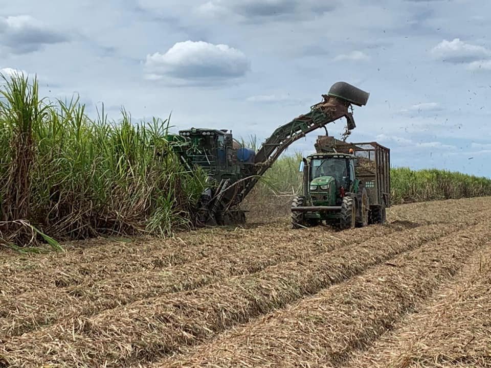 Santander Sugar Group Conducts Fully Mechanized Harvest — Santander Sugar
