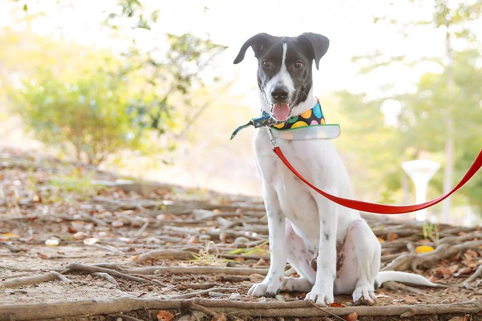 Fox Terrier Lab Mix