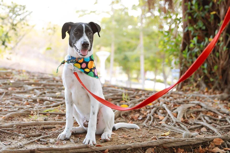 Smooth Fox Terrier Lab Mix