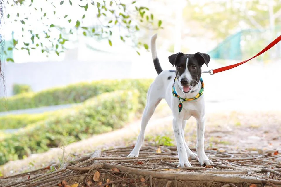 Smooth Fox Terrier Yellow Lab Mix