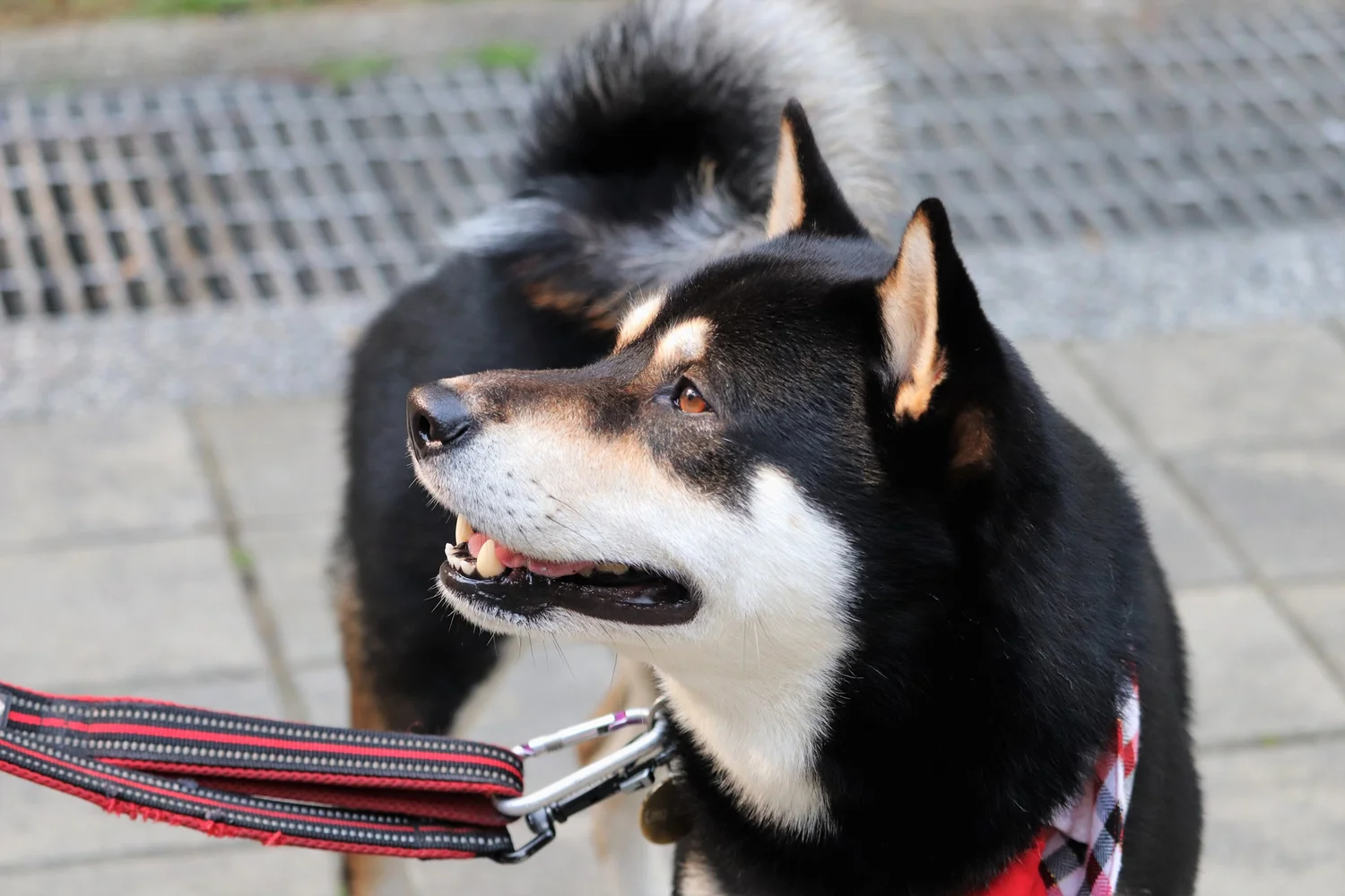 HARA | Happiness Animal Rescue Alliance — Kuma Shiba Inu