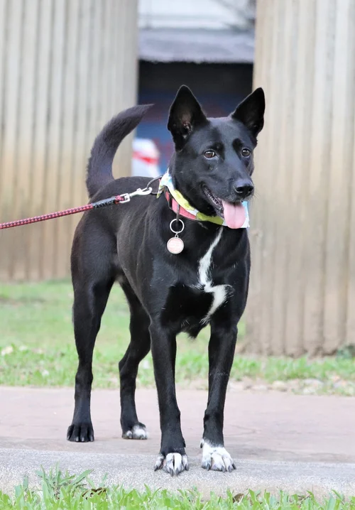 Formosan Mountain Dog Lab Mix