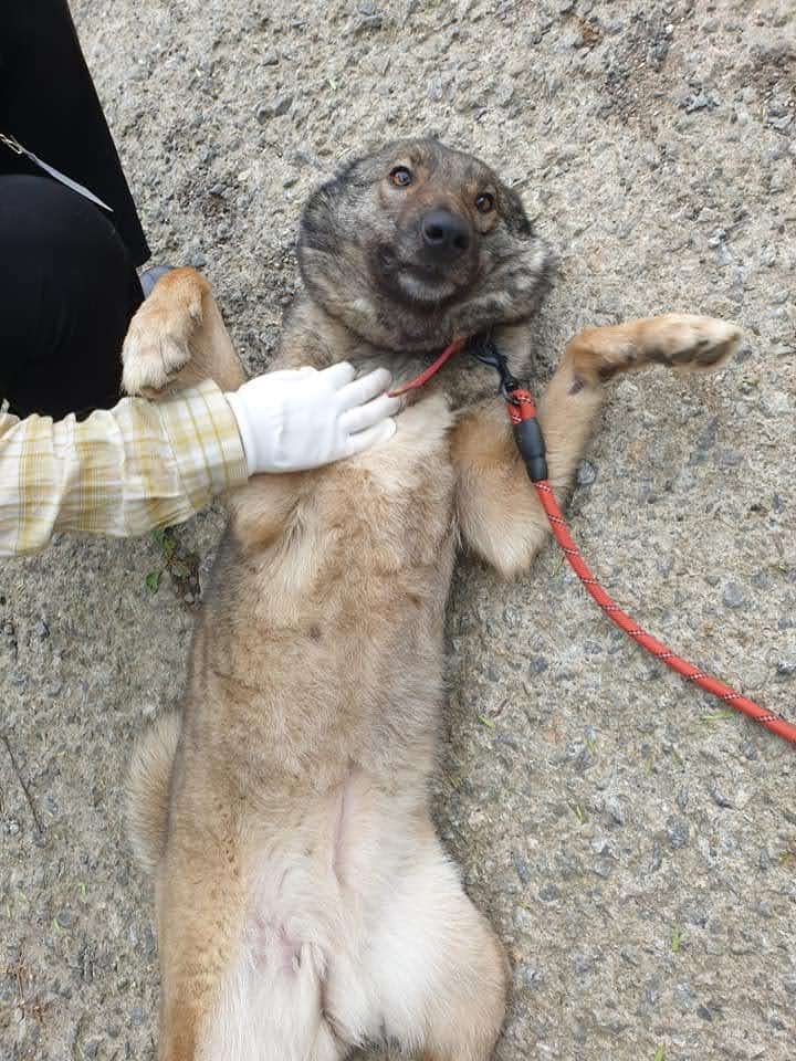 HARA | Happiness Animal Rescue Alliance — Amaia (SF)