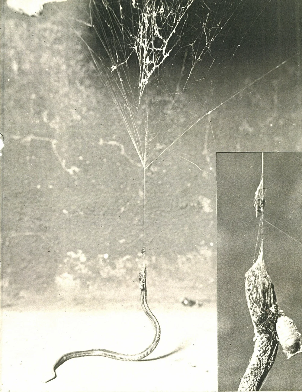 St. Charles Scoop: The Great Spider-Snake Fight — St. Charles History ...