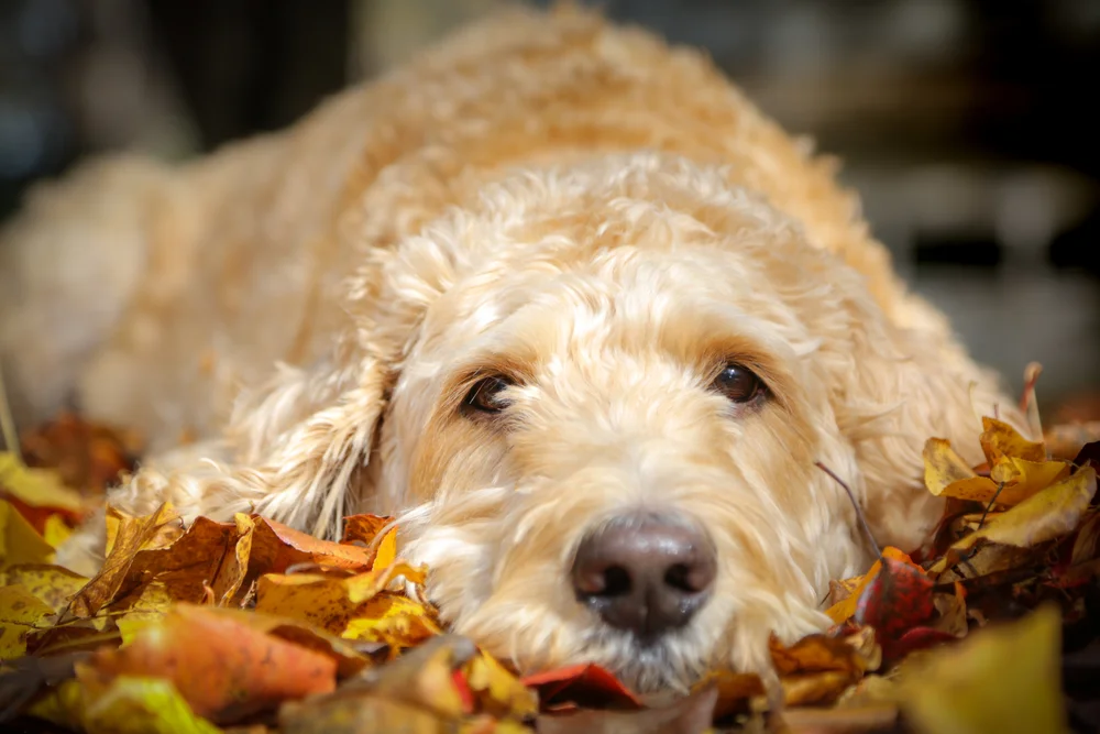 Early Morning Lessons from a Labradoodle — Beacon People
