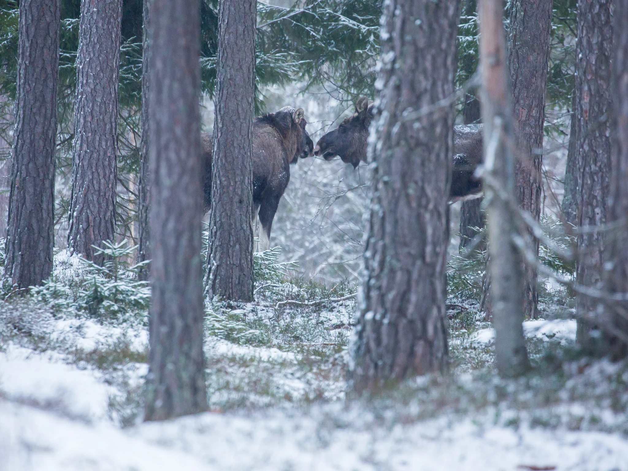 Dyr i Norsk natur — Håkon Øvermos Foto og Foredrag