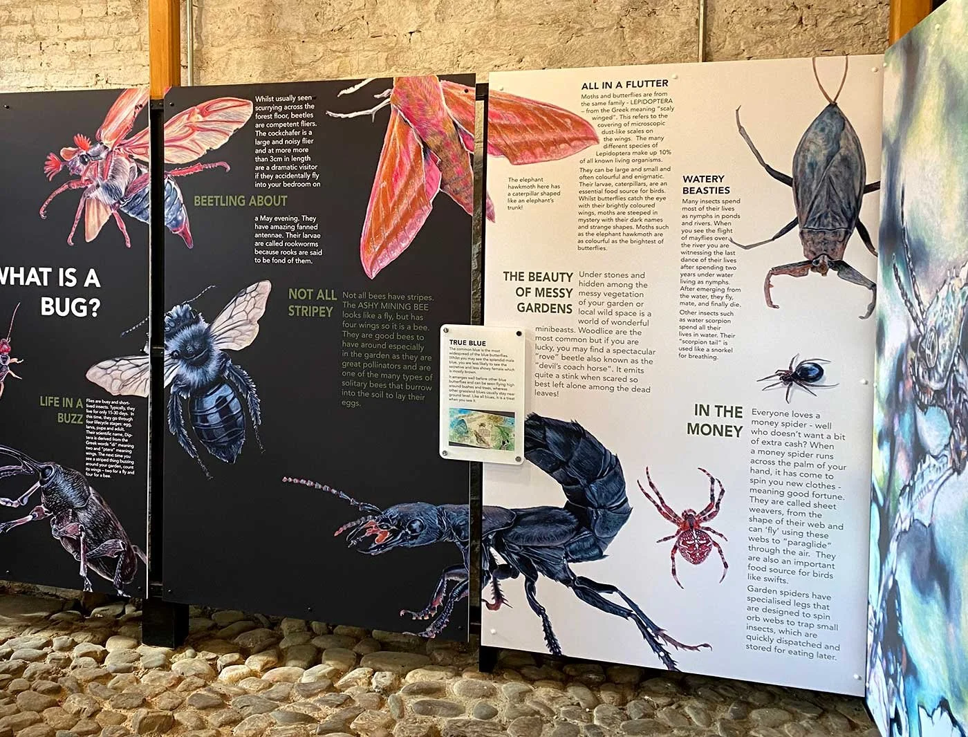 The Power of Bugs Exhibition — Differentia