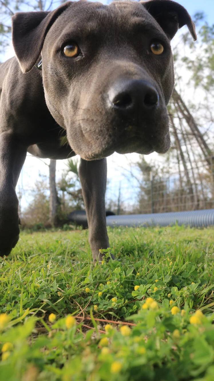 Dogmata - Dog Training, Canine Behavior & Psychology