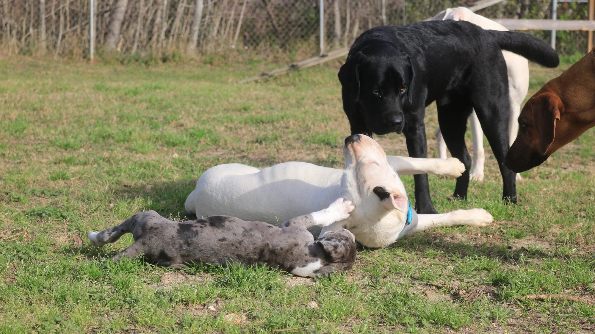 Dogmata - Dog Training, Canine Behavior & Psychology