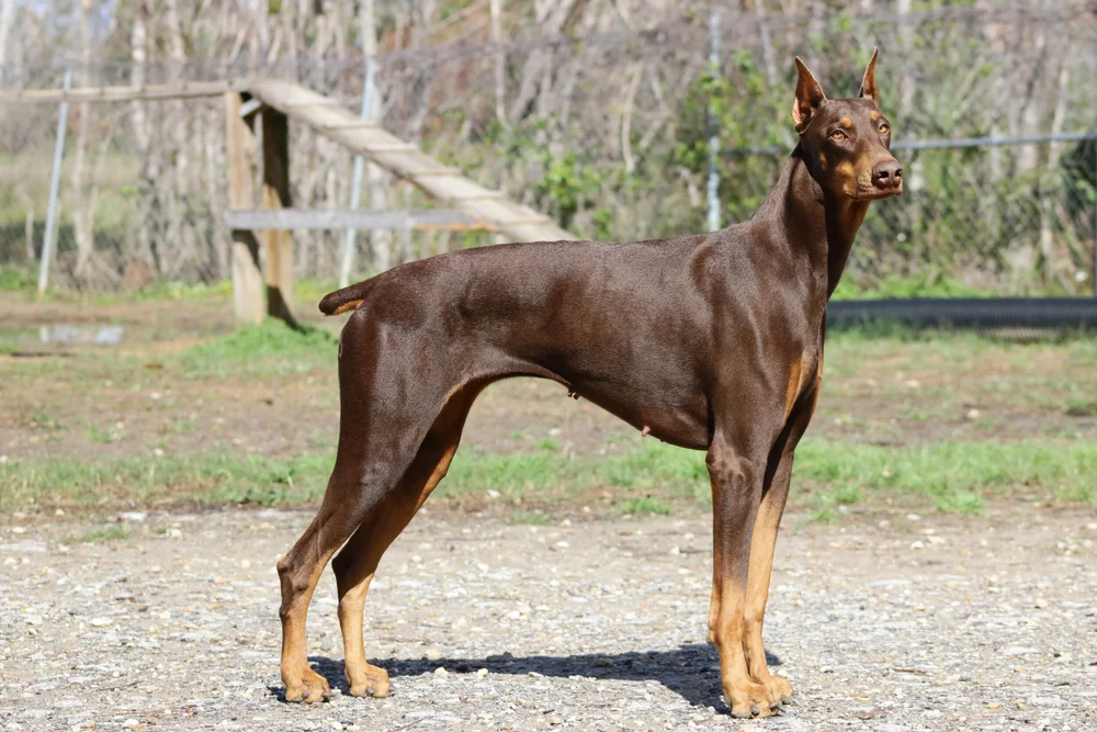 When Should You Neuter Your Doberman