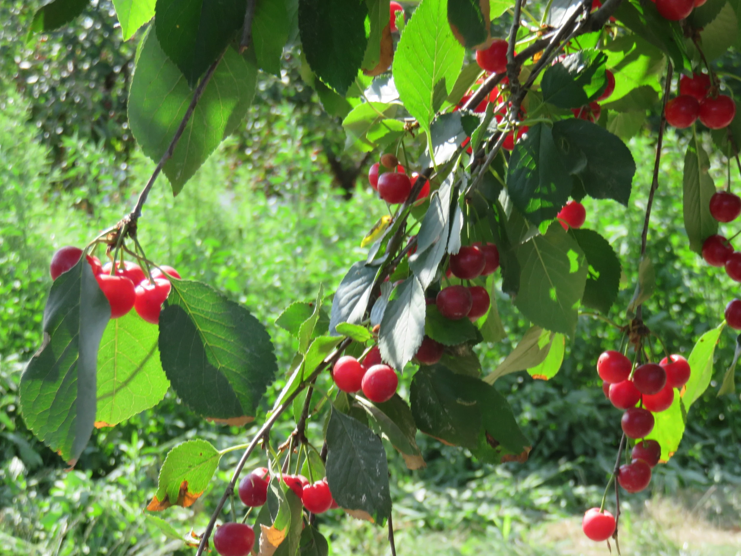 The Cherry On Top — All Good Things with Lisa Adams