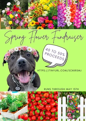 Spring Flower Power Fundraiser – Events – Adopt a Homeless Animal Rescue
